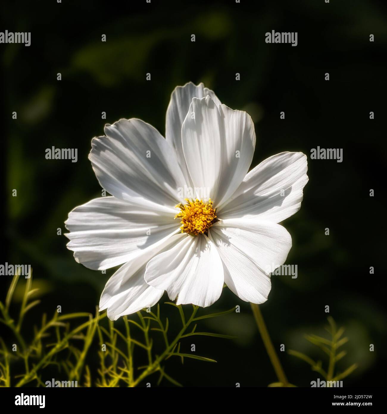 Closeup of single flower of Cosmos bipinnatus 'Purity' against a dark ...