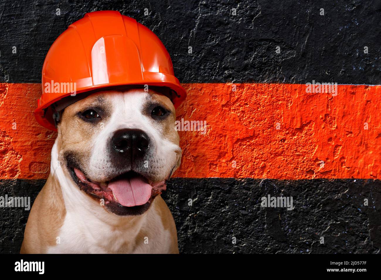 pit bull dog in a construction helmet on the background of a stone wall ...