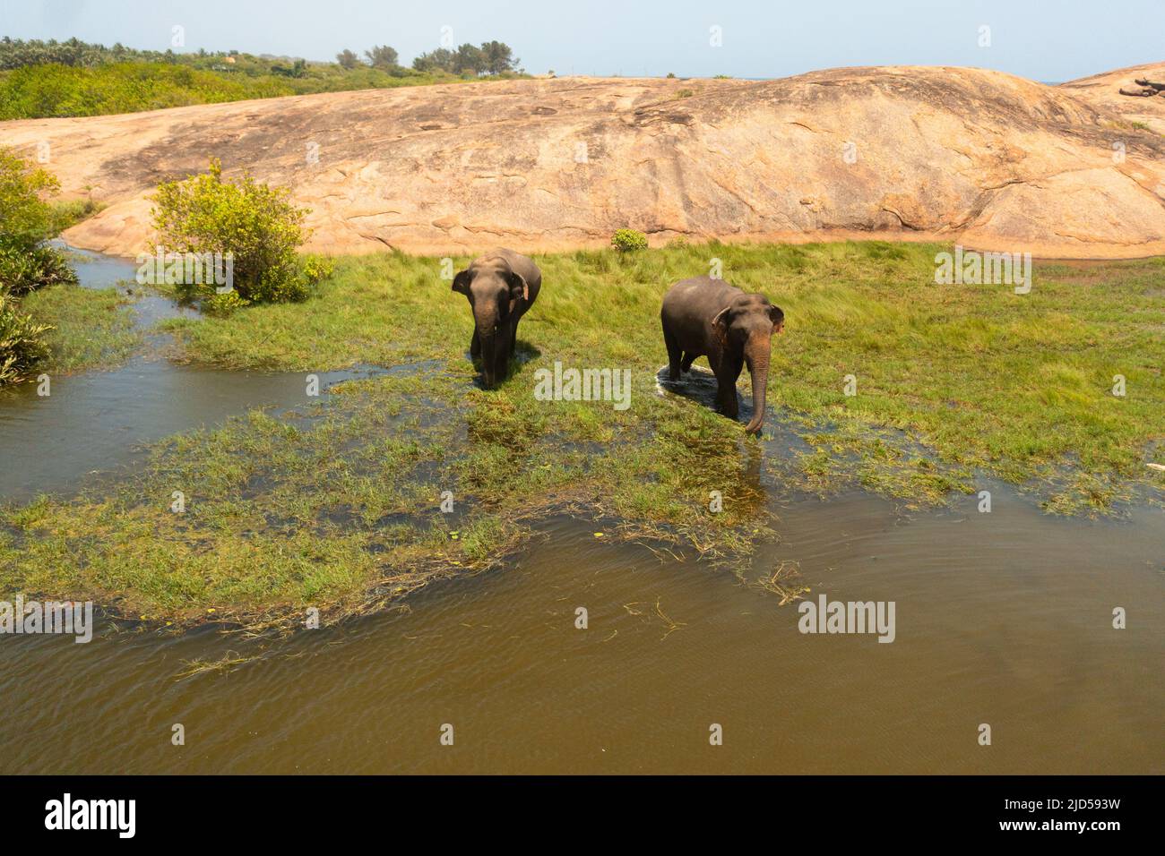 Top view of Elephants graze in the lake and feed the grass. Arugam Bay ...