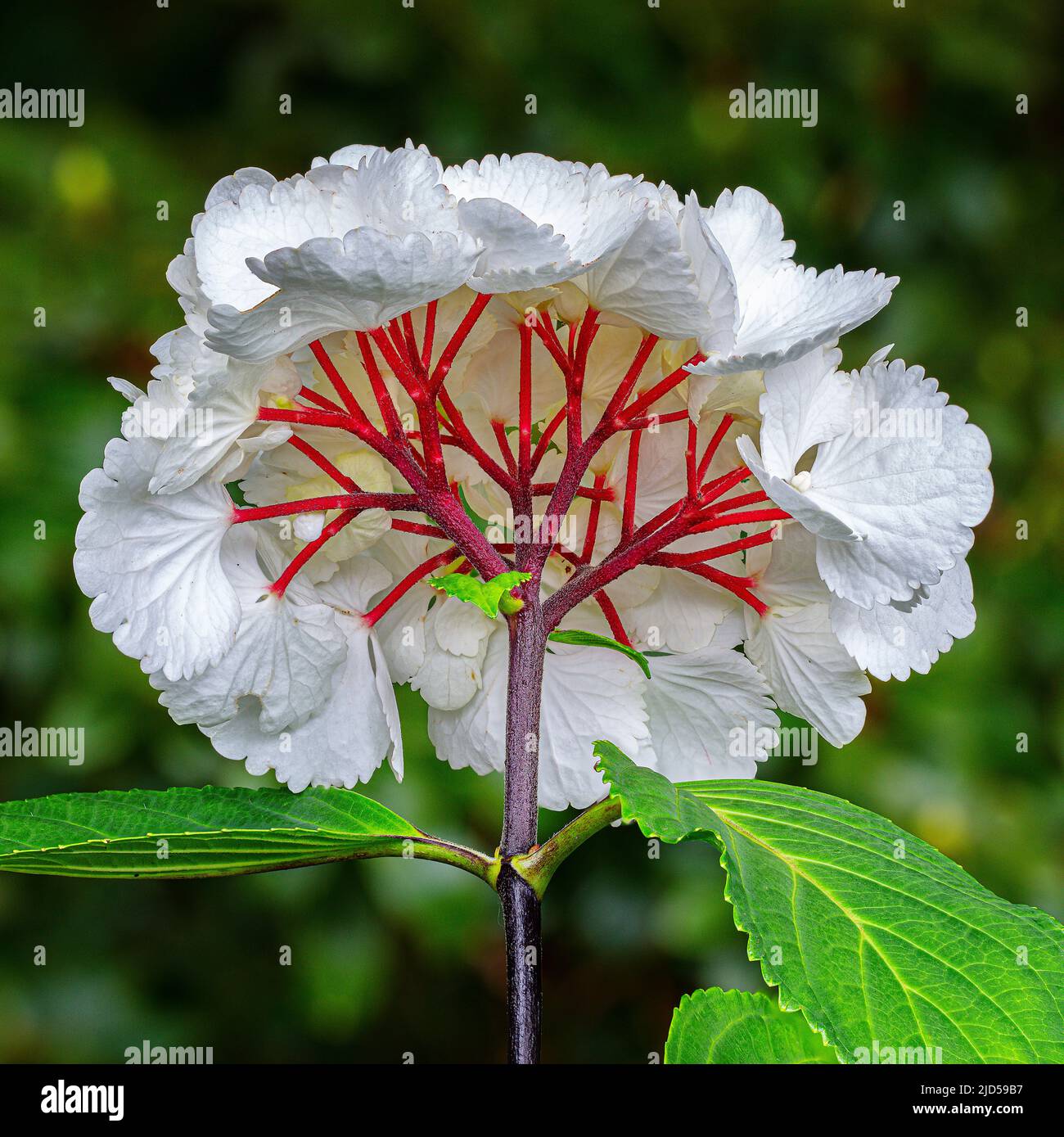 Hydangea macrophylla 'Zebra' in the Asiatic Garden at Aberglasney Stock ...