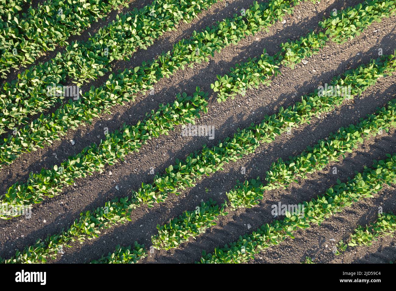 Aerial photographic documentation of a potato field Stock Photo - Alamy