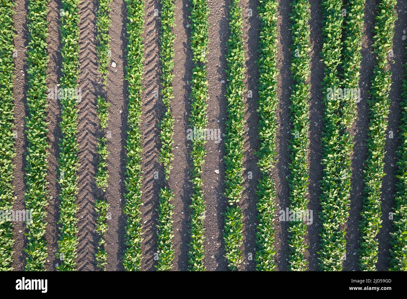 Aerial photographic documentation of a potato field Stock Photo - Alamy