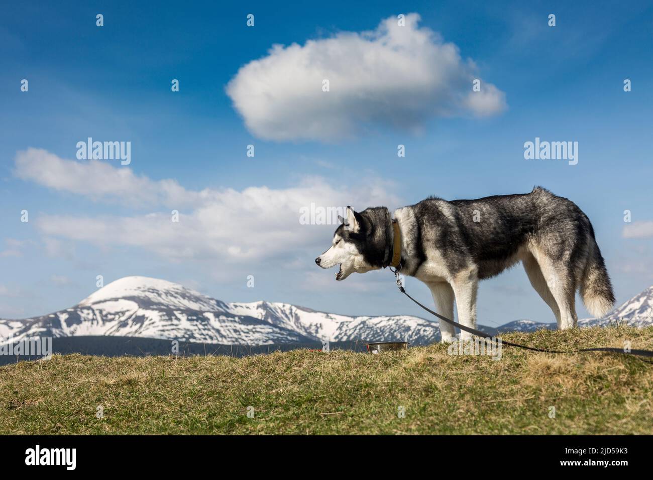 Food For Husky Dogs