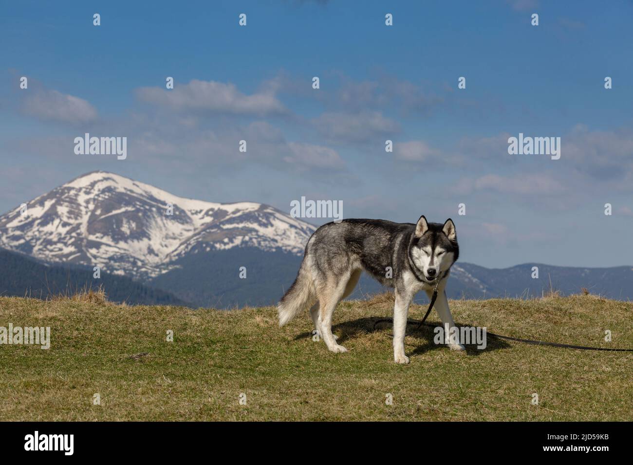 Grey hiking siberian husky dog in front of snowy peaks, Hoverla ...