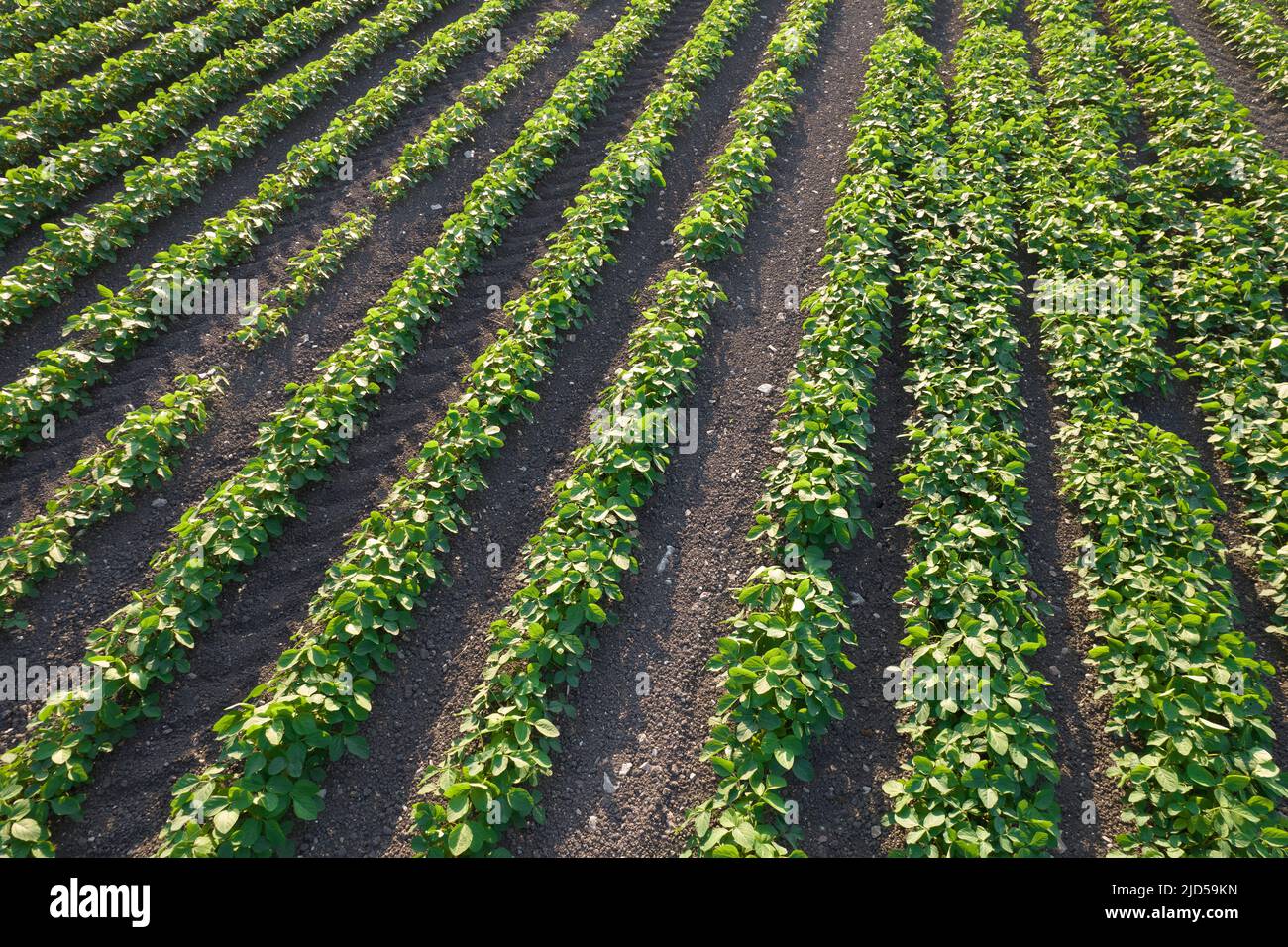 Aerial photographic documentation of a potato field Stock Photo - Alamy