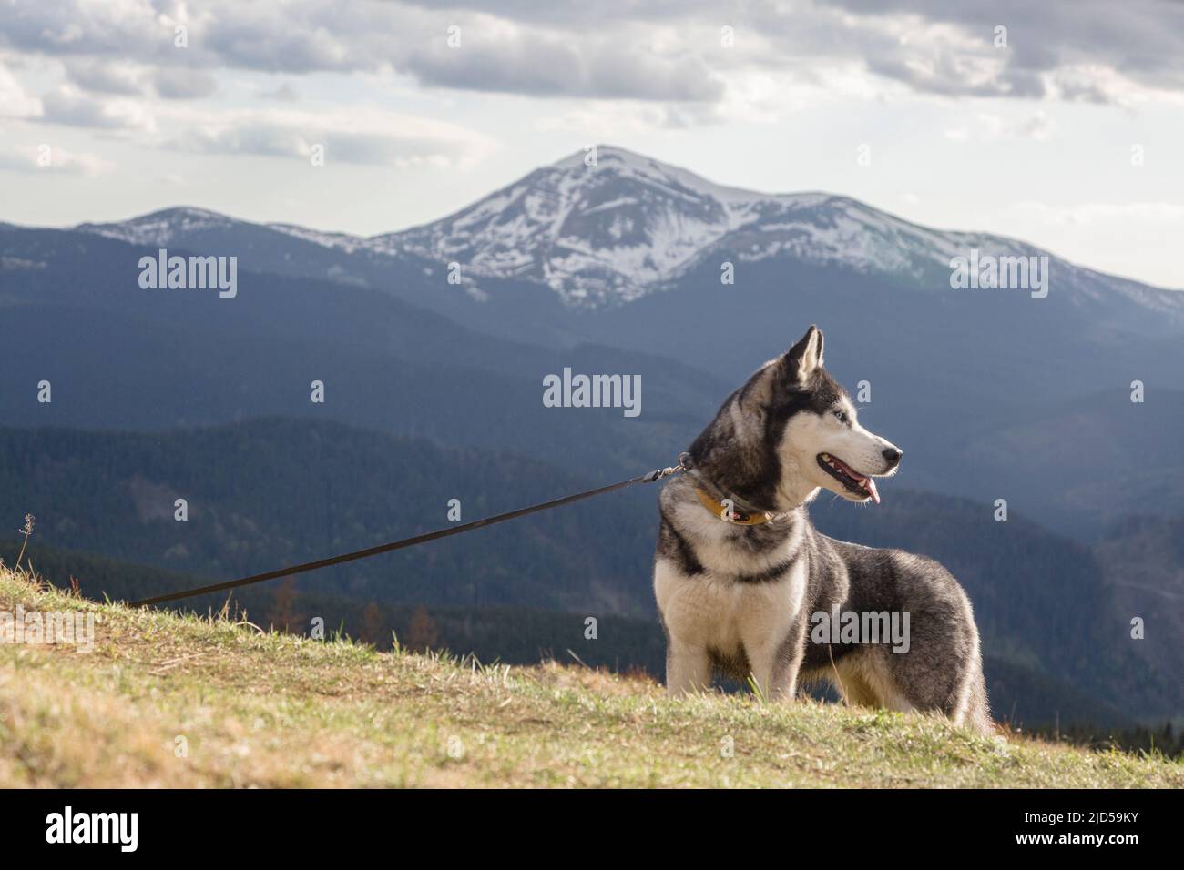 Grey hiking siberian husky dog in front of hill of the mount covered by ...