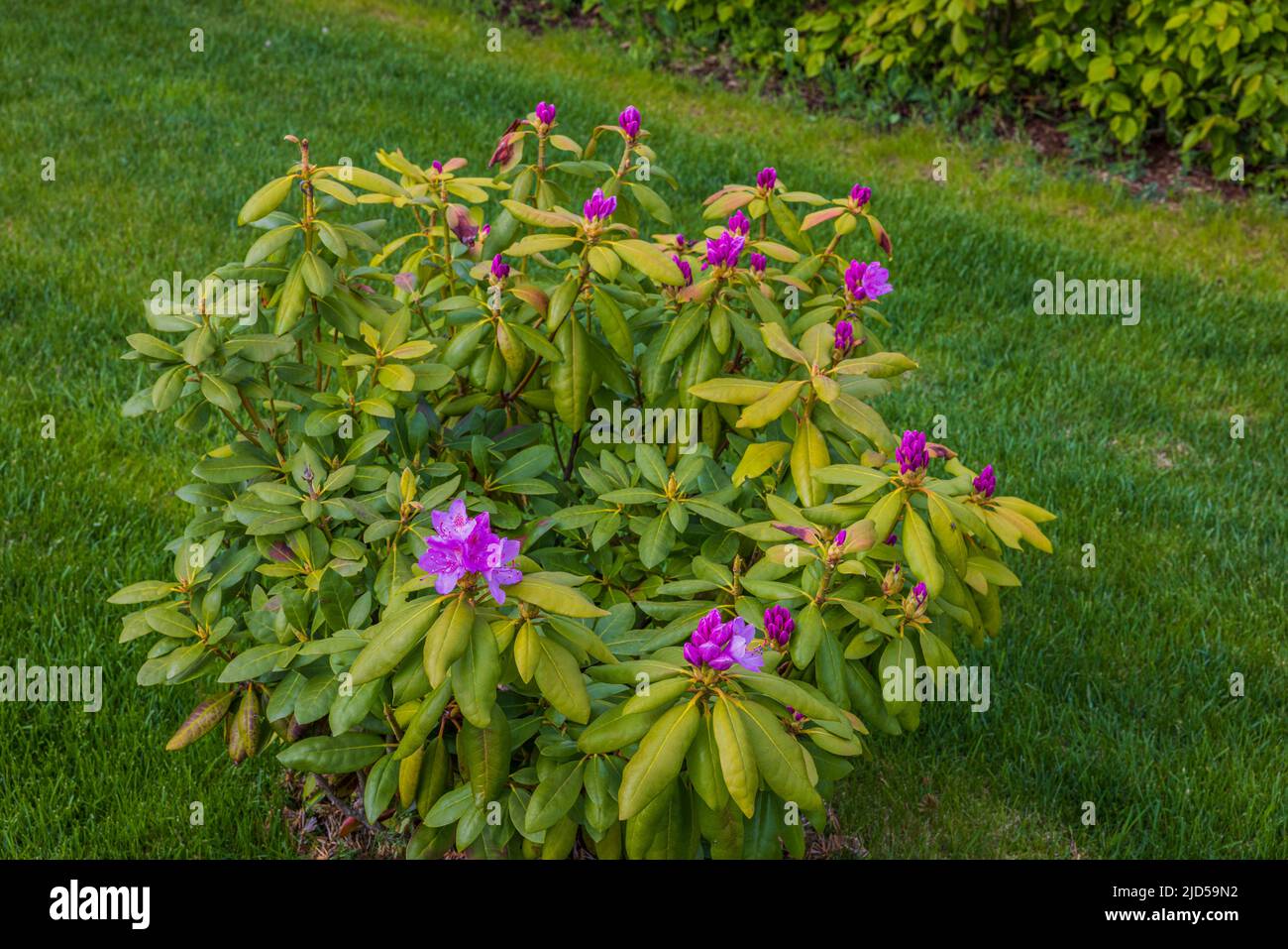Beautiful view on blooming rhododendrons in garden on green lawn ...