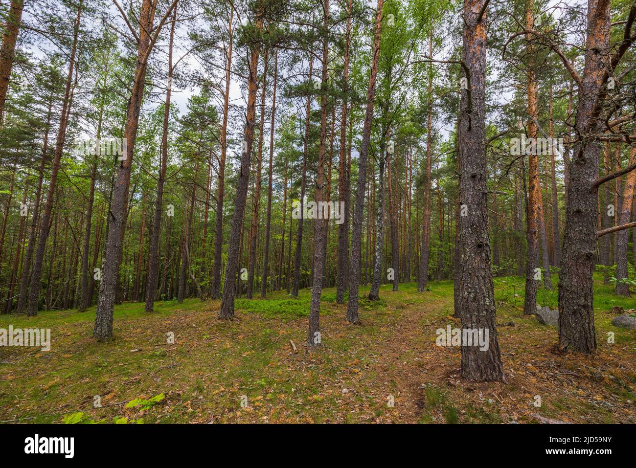 Beautiful landscape forest view of through pine trees. Sweden Stock ...