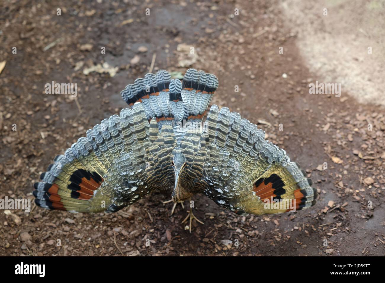 bird in attack position Stock Photo - Alamy