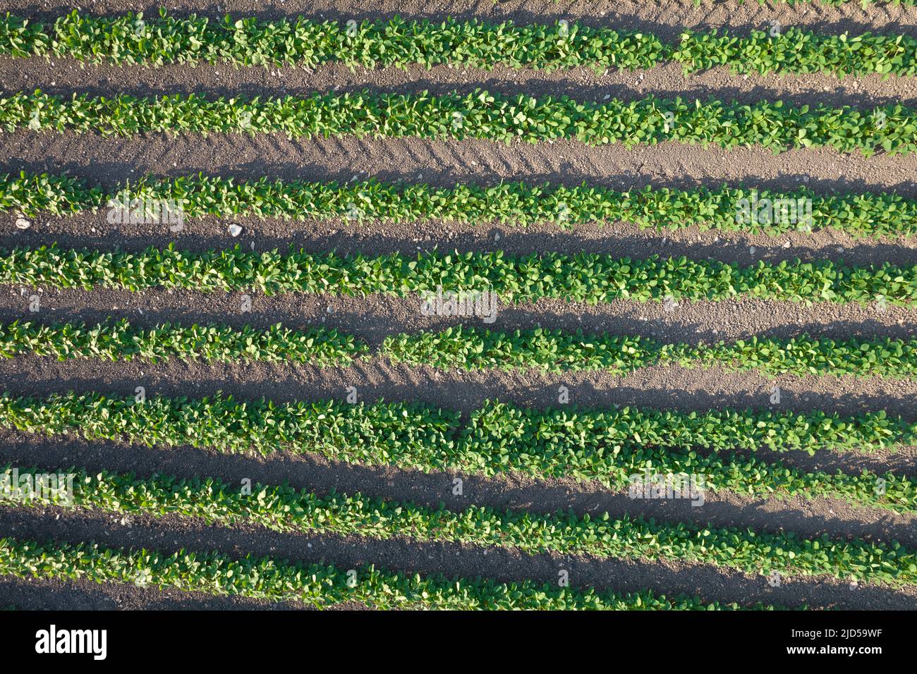 Aerial photographic documentation of a potato field Stock Photo - Alamy