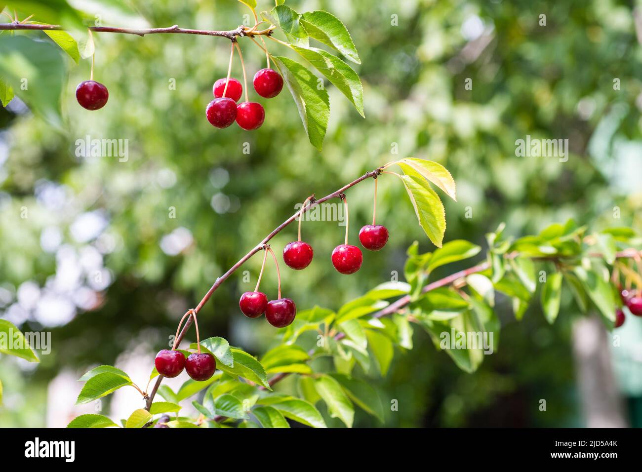 Closeup of sour cherries on cherry tree Stock Photo - Alamy