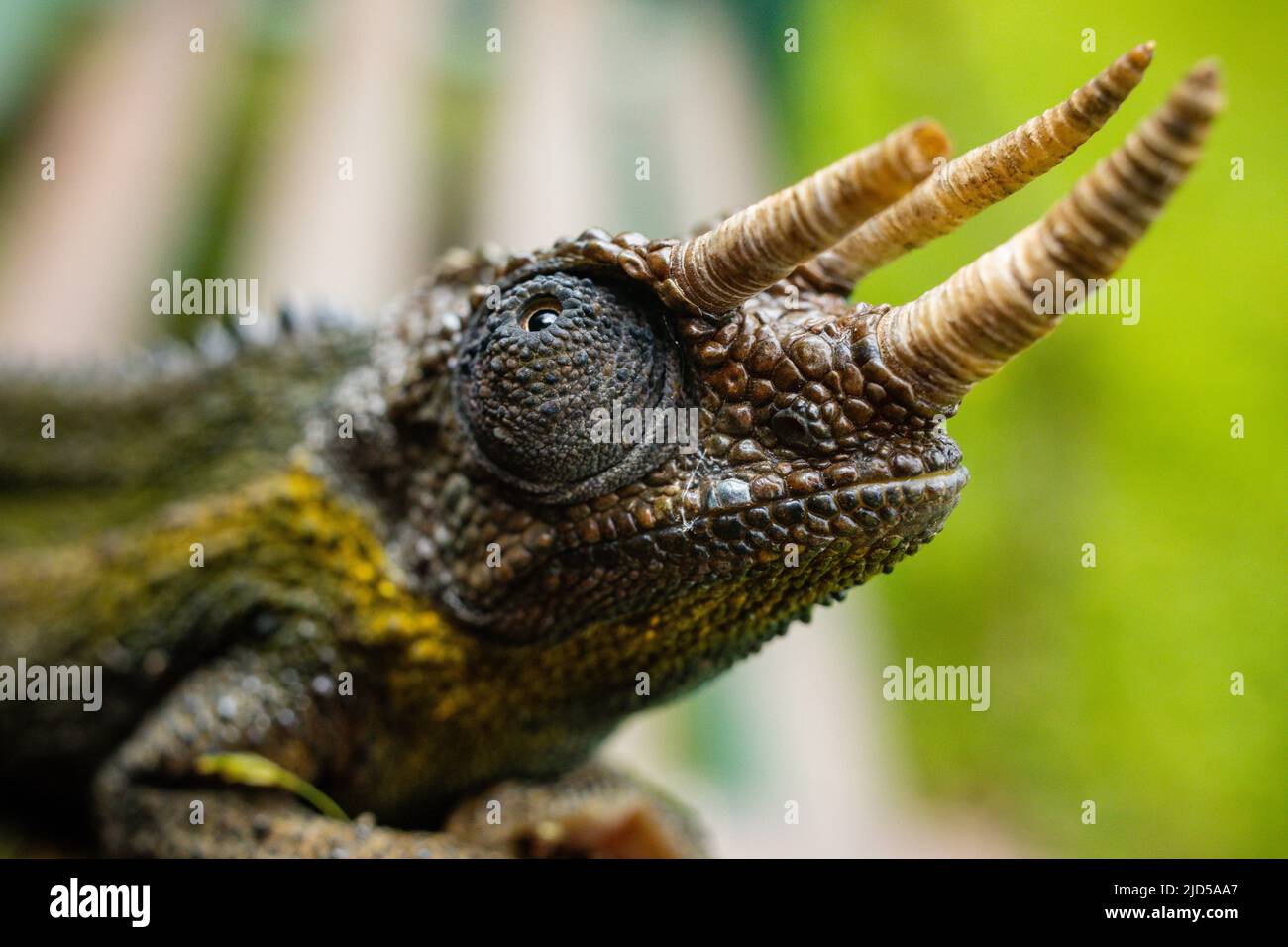Jackson's chameleon, also known commonly as Jackson's horned chameleon ...