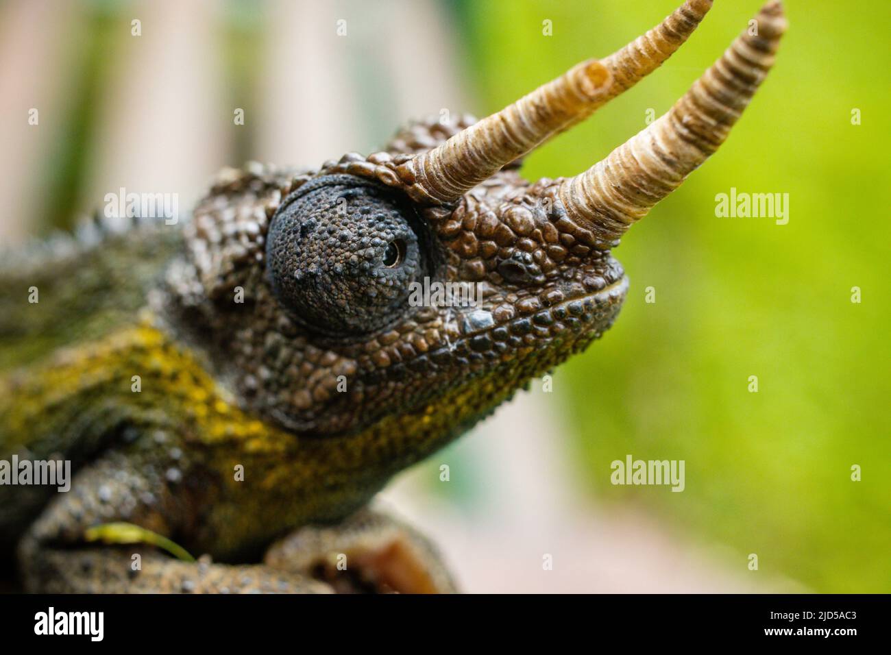 Jackson's chameleon, also known commonly as Jackson's horned chameleon ...