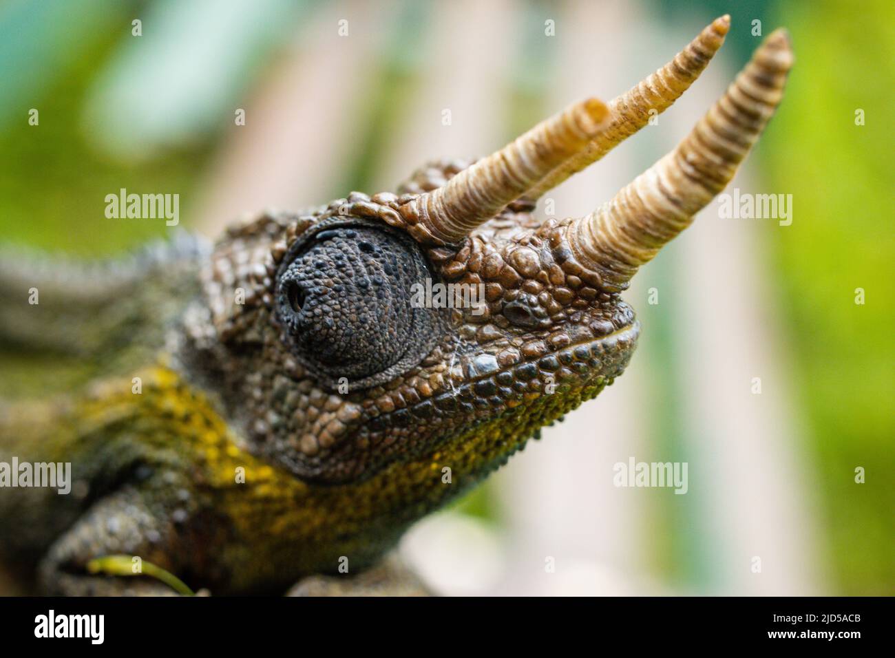 Jackson's chameleon, also known commonly as Jackson's horned chameleon ...