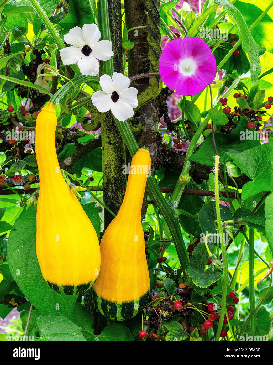 Ornamental gourds and Black eyed Susan 'White Halo' inside the Malus ...