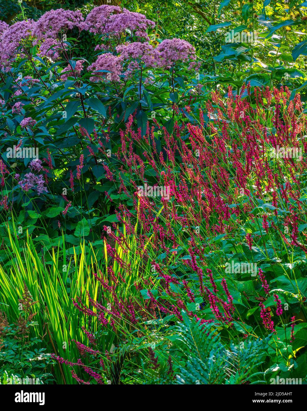 Eupatorium purpureum uk hi-res stock photography and images - Alamy