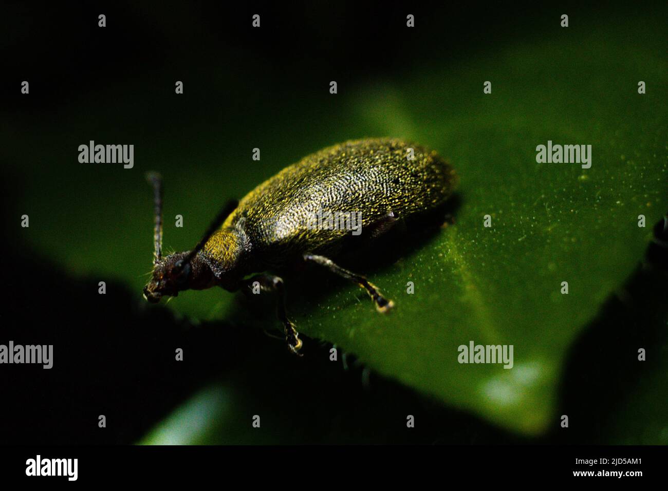 Abstract fire patterns panoramic hi-res stock photography and images ...