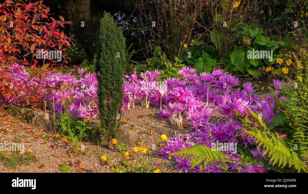 Colchicum autumnale pleniflorum hi-res stock photography and images - Alamy