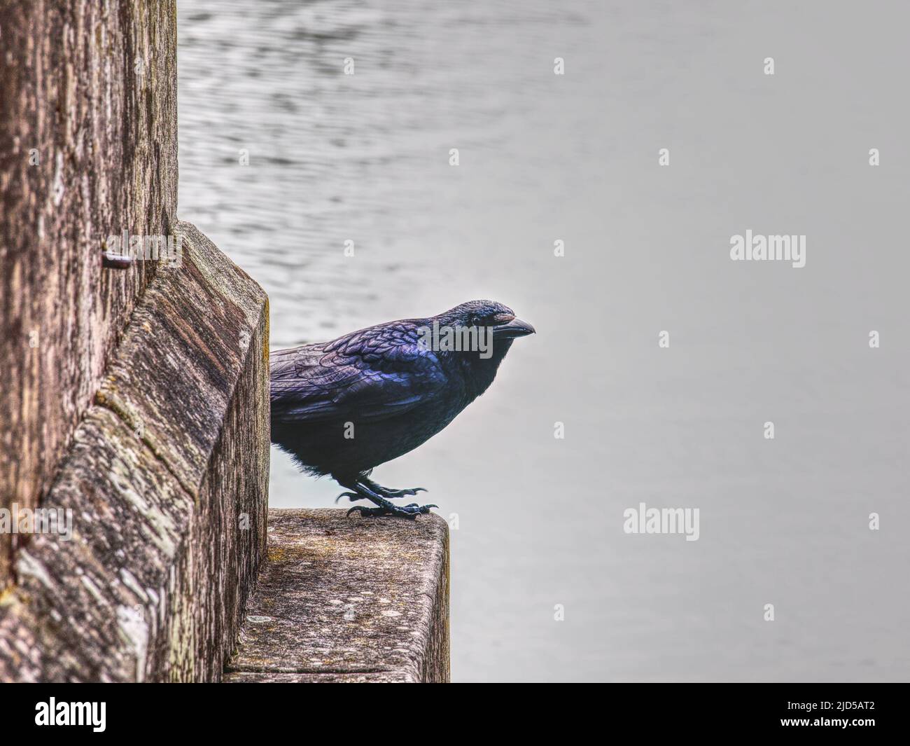 Cute black raven relaxing and curious looking at the camera Stock Photo ...