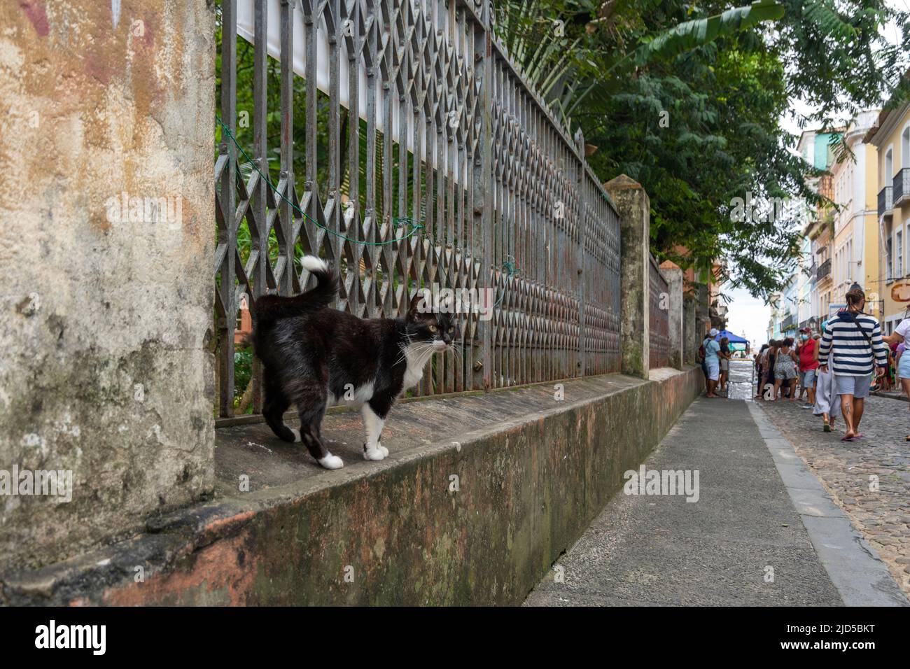 Abandoned cat seen on Pelourinho street. City of Salvador in the ...