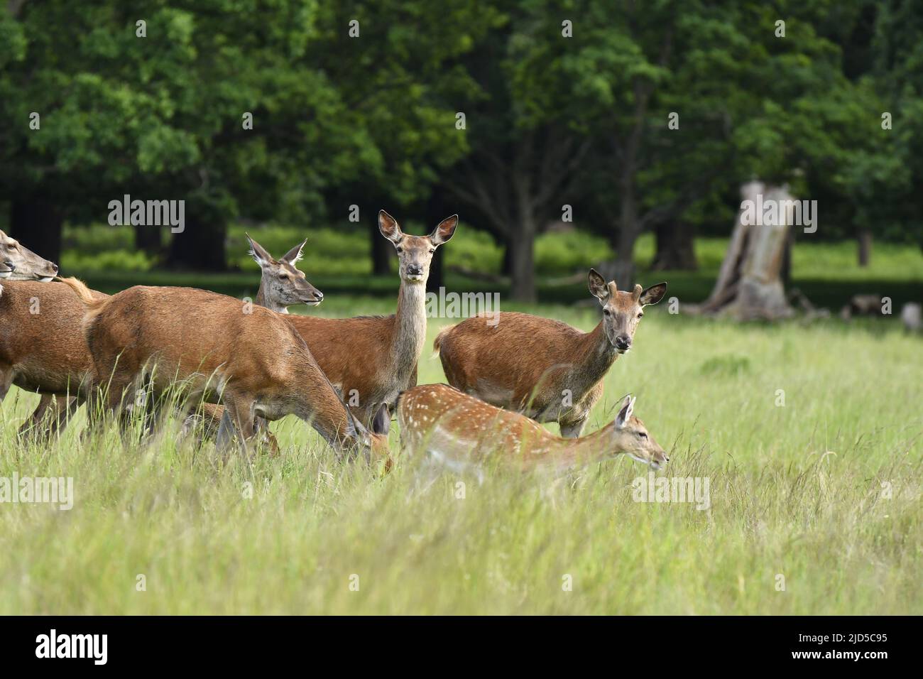 Red deer (Cervus elaphus) and fallow deer (Dama dama) grazing on grass ...