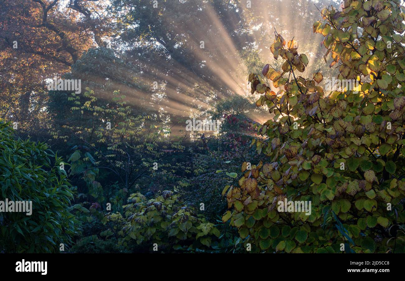 Early morning light in the Asiatic Garden at Aberglasney Stock Photo ...