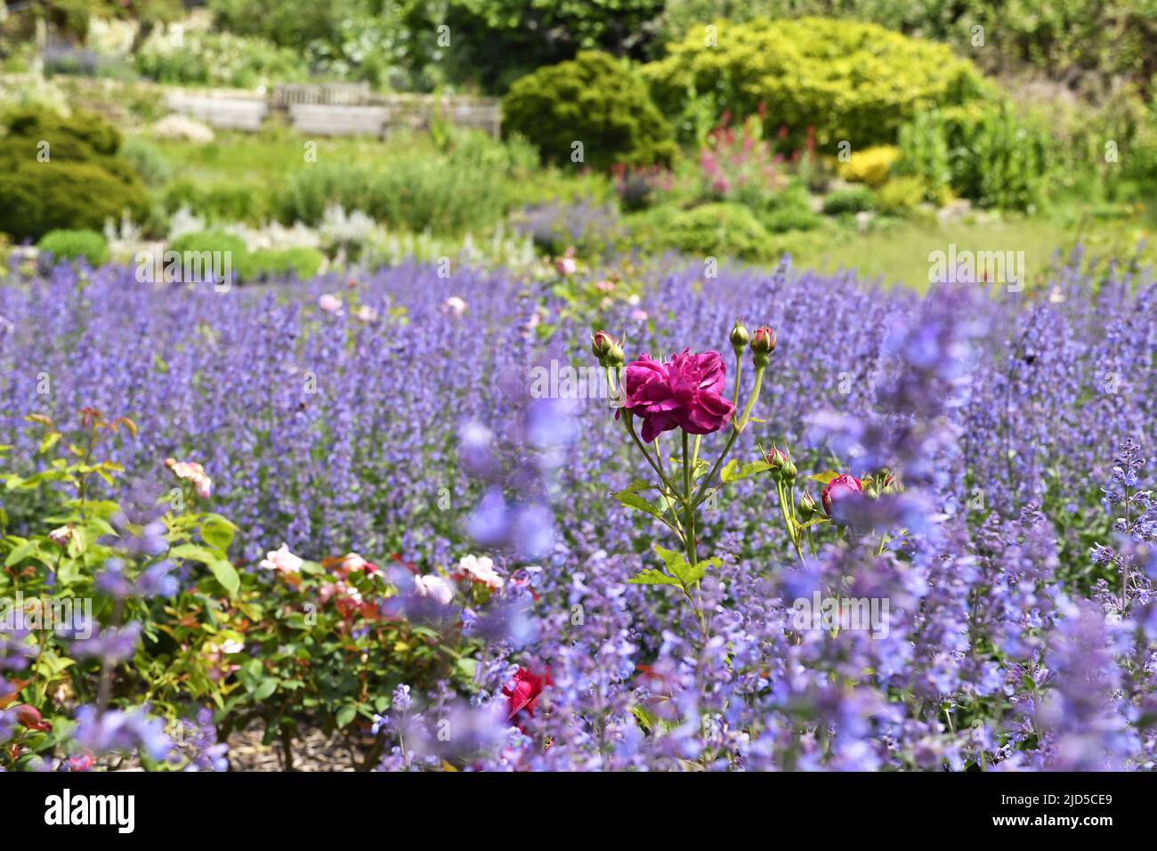 Lavender rose hi-res stock photography and images - Alamy