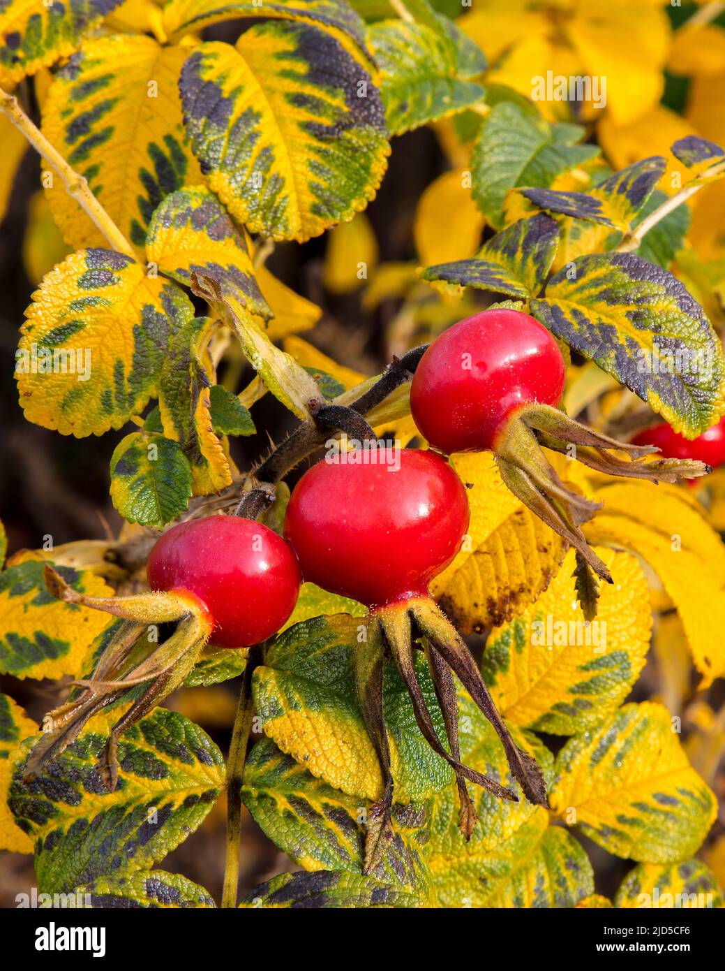 Rosa rugosa hips in the rose garden at Aberglasney Stock Photo - Alamy
