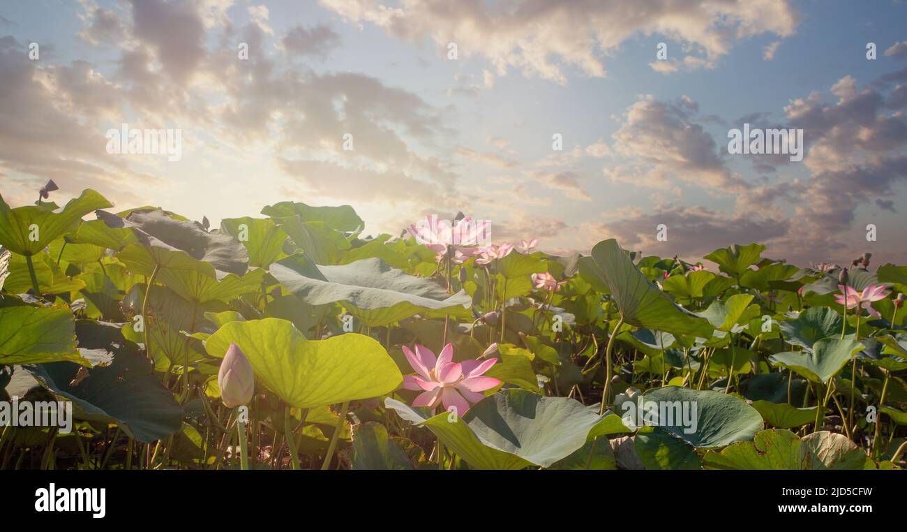 Blooming lotus flowers on serene relaxation background Stock Photo - Alamy