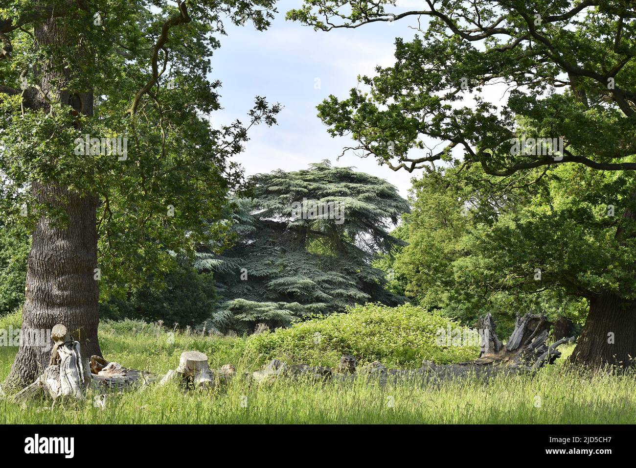 Oaks and Cedrus trees in spring, Richmond Park Surrey England UK Stock ...