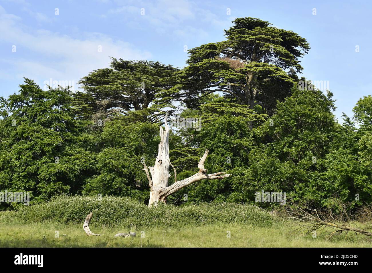 Oaks and Cedrus trees in spring, Richmond Park Surrey England UK Stock ...