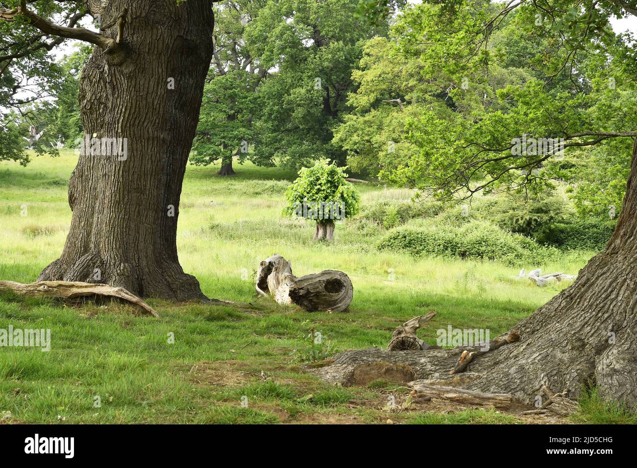 Oak trees in spring, Richmond Park Surrey England UK Stock Photo - Alamy