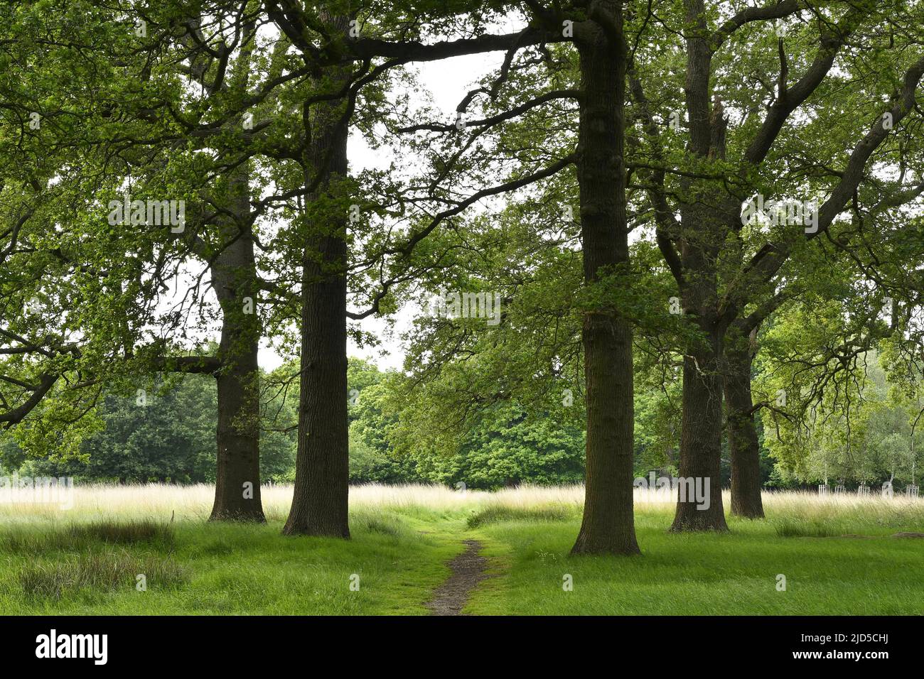 Oak trees in spring, Richmond Park Surrey England UK Stock Photo - Alamy