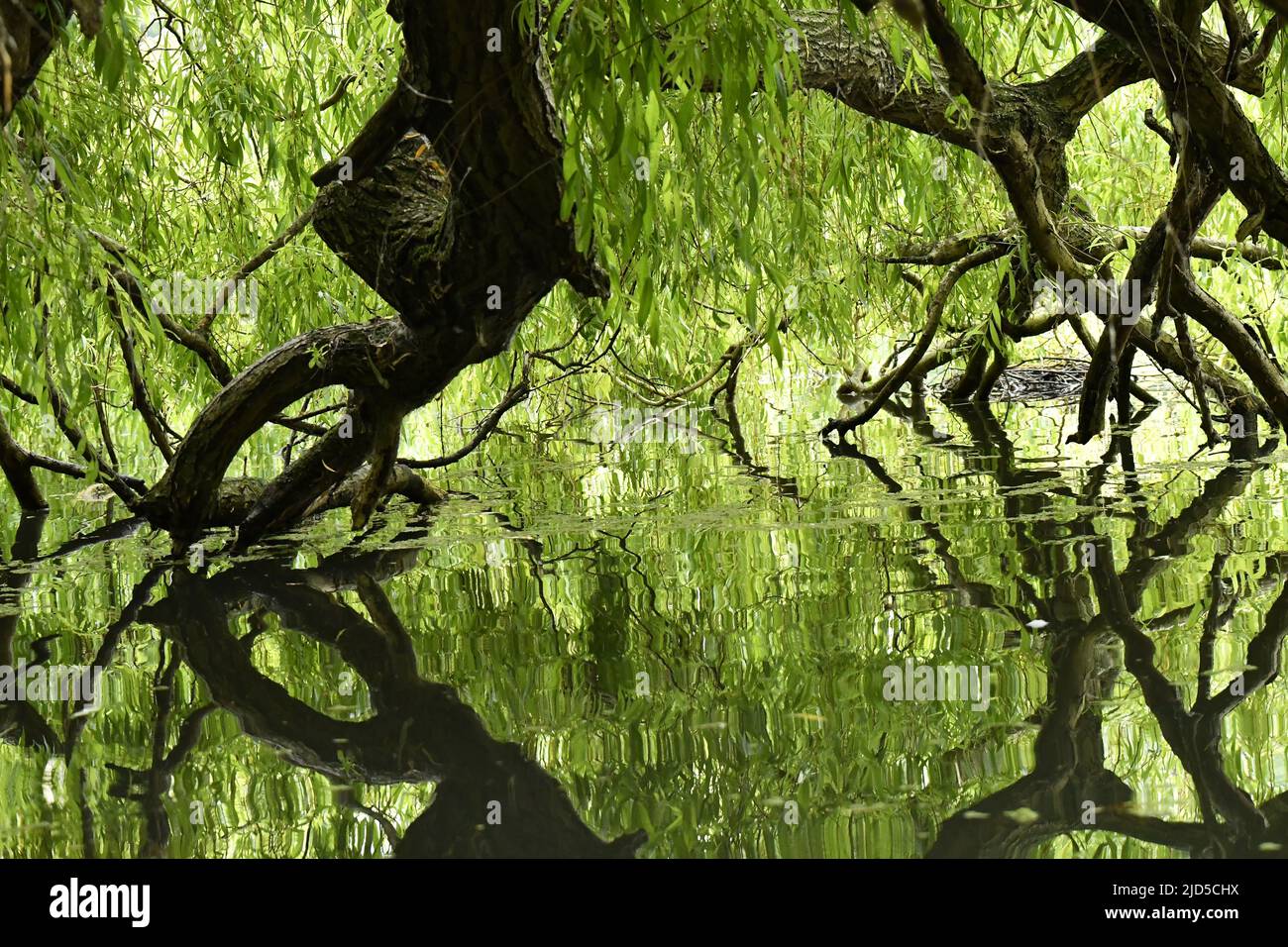 Willow tree branches reflecting in the lake, Regent's Park London UK ...