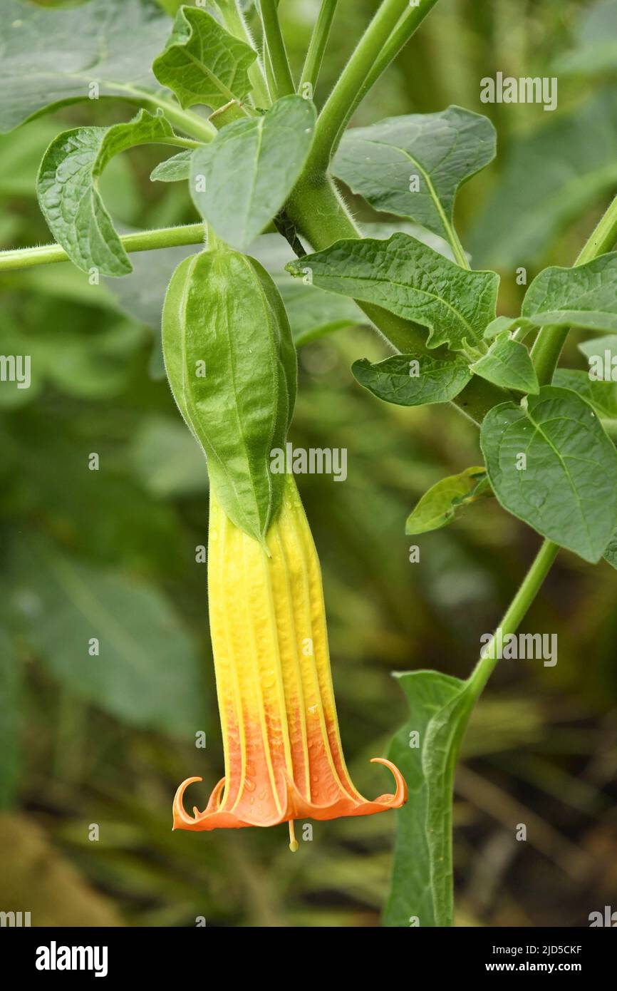 Brugmansia sanguinea (red angel's trumpet) flowering plant inside the ...