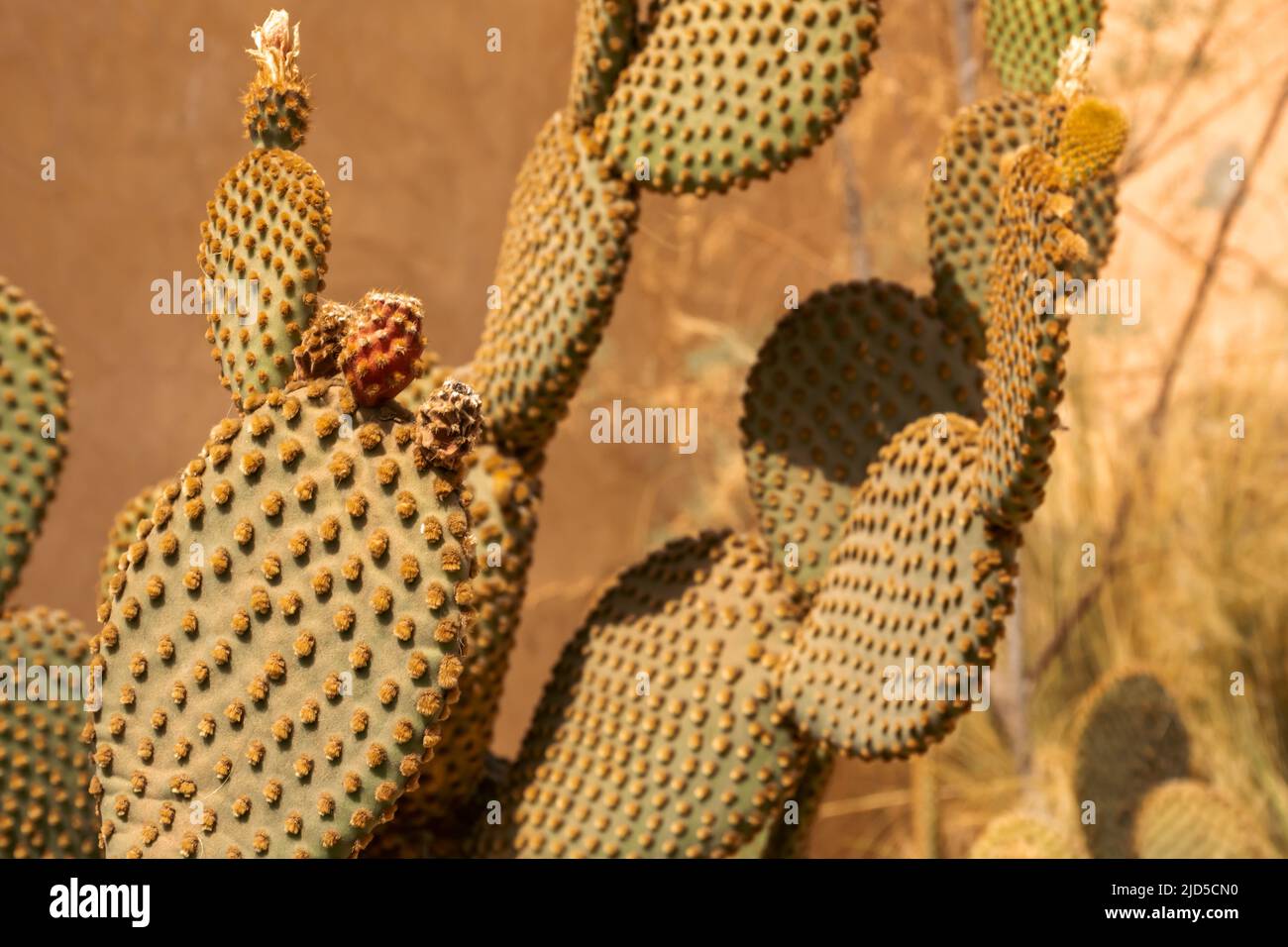 Prickly pear cacti morocco hi-res stock photography and images - Alamy