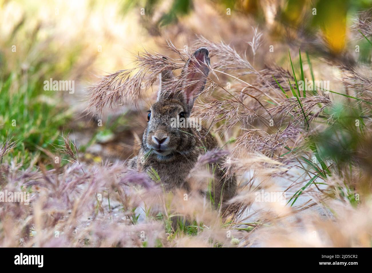 Spring wildlife hi-res stock photography and images - Alamy