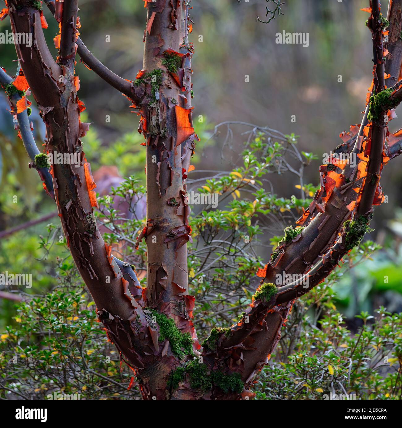 Paperbark maple (Acer griseum) in Jubilee Wood at Aberglasney Gardens ...