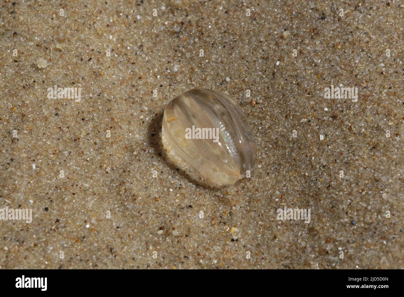 Gooseberry jellyfish jellyfish hi-res stock photography and images - Alamy