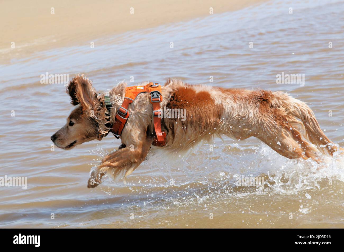 Yellow and white working cocker spaniel splashing in the sea Stock ...