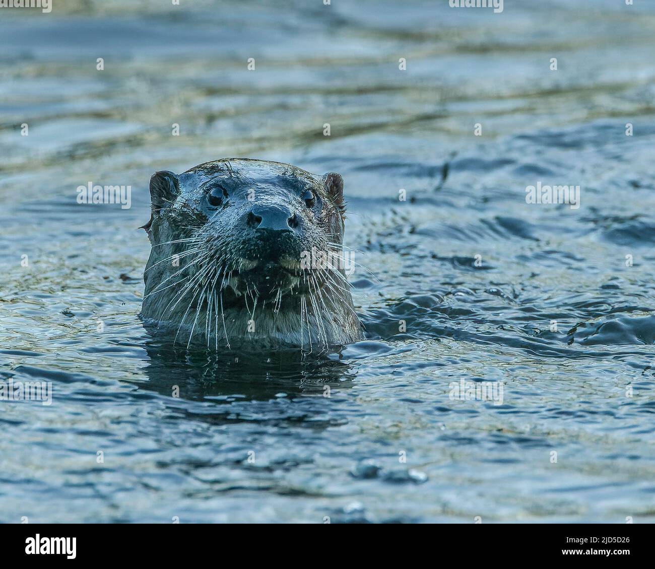 European Otter (Lutra lutra) in the pool at Aberglasney Gardens Stock ...