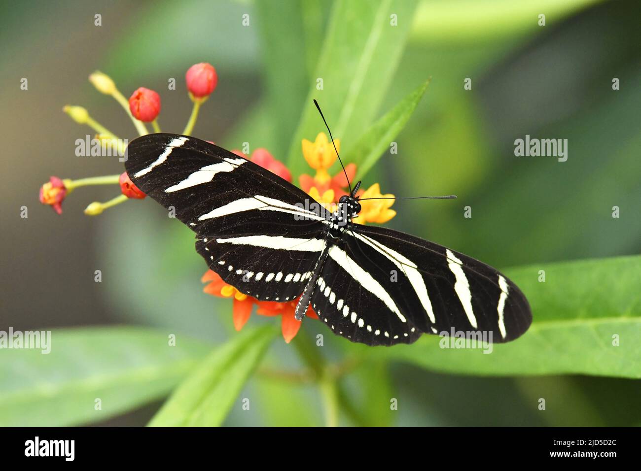 Zebra longwing butterfly (Heliconius charithonia), Hortus Botanicus ...