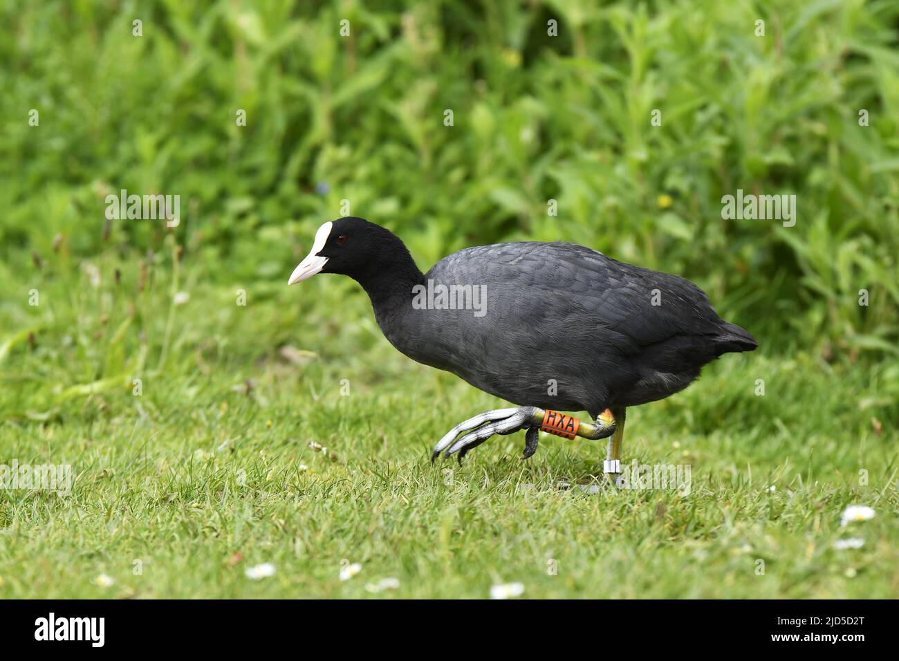 Eurasian coot (Fulica atra) with identification ring on the feet ...