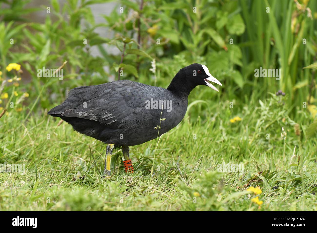 Eurasian coot (Fulica atra) with identification ring on the feet ...