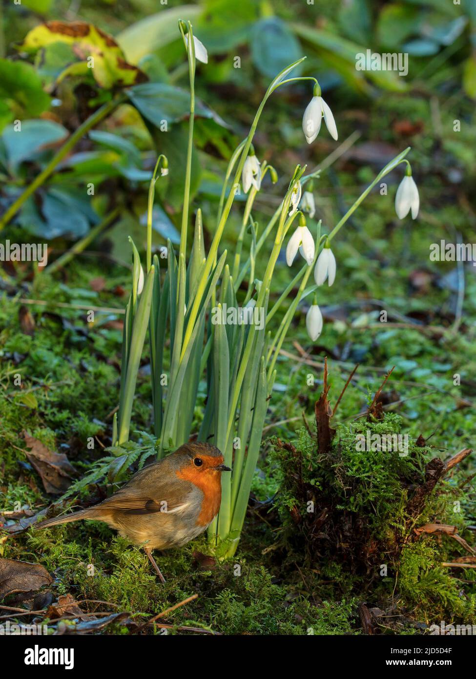 Snowdrops and robin (Erithacus rubecula) at Aberglasney Gardens Stock ...