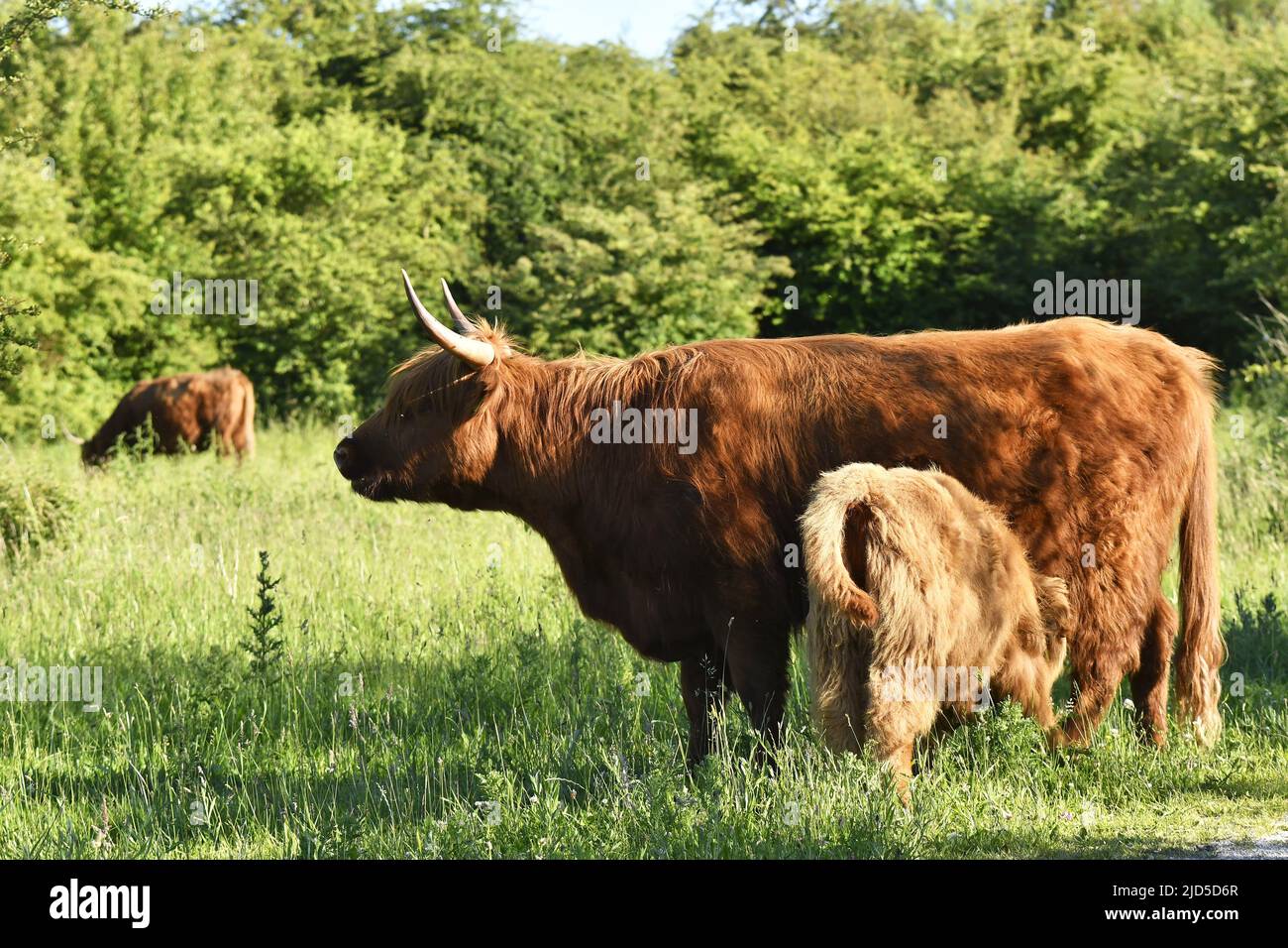 Highland cattle (Bos taurus taurus) cow feeding calf in Shinkelbos park ...