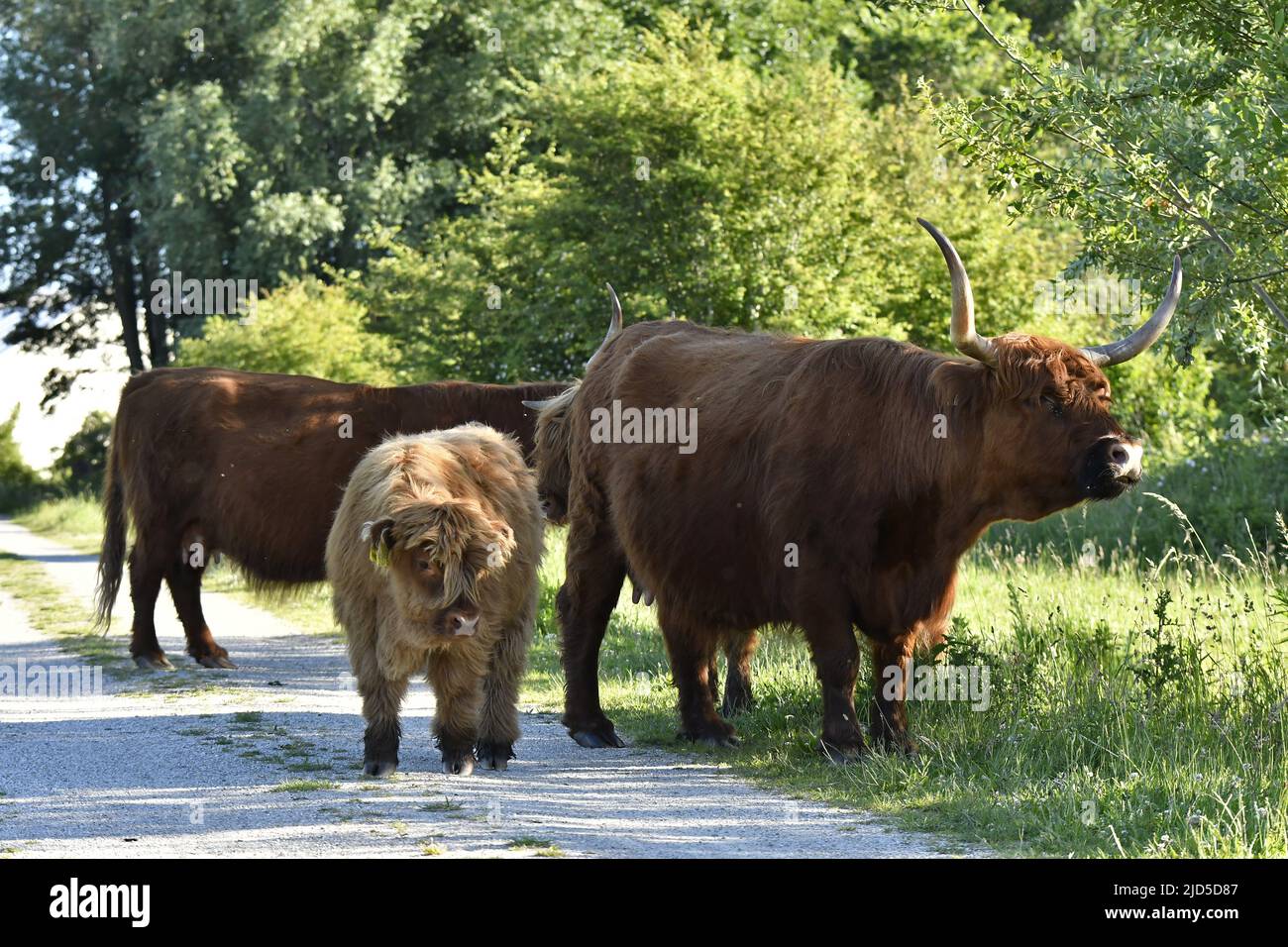 Highland cattle (Bos taurus taurus) in Shinkelbos park near Amsterdam ...