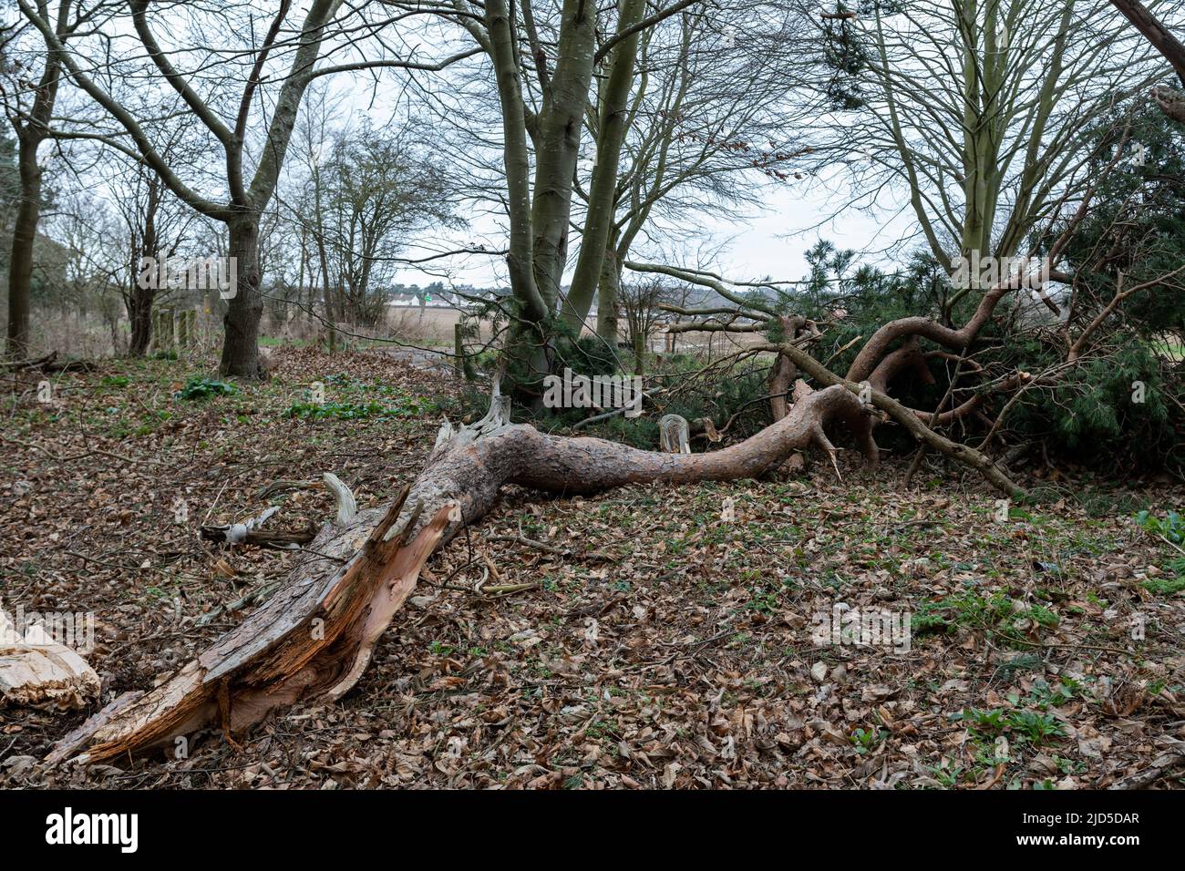 Fallen tree, branches and debris due to bad stormy weather. Climate ...