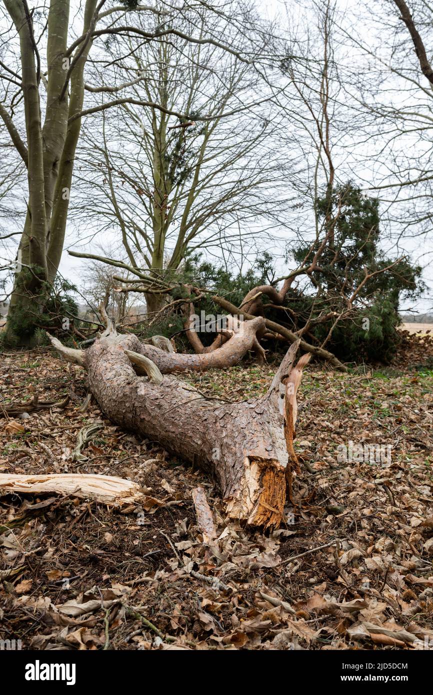 Fallen tree, branches and debris due to bad stormy weather. Climate ...