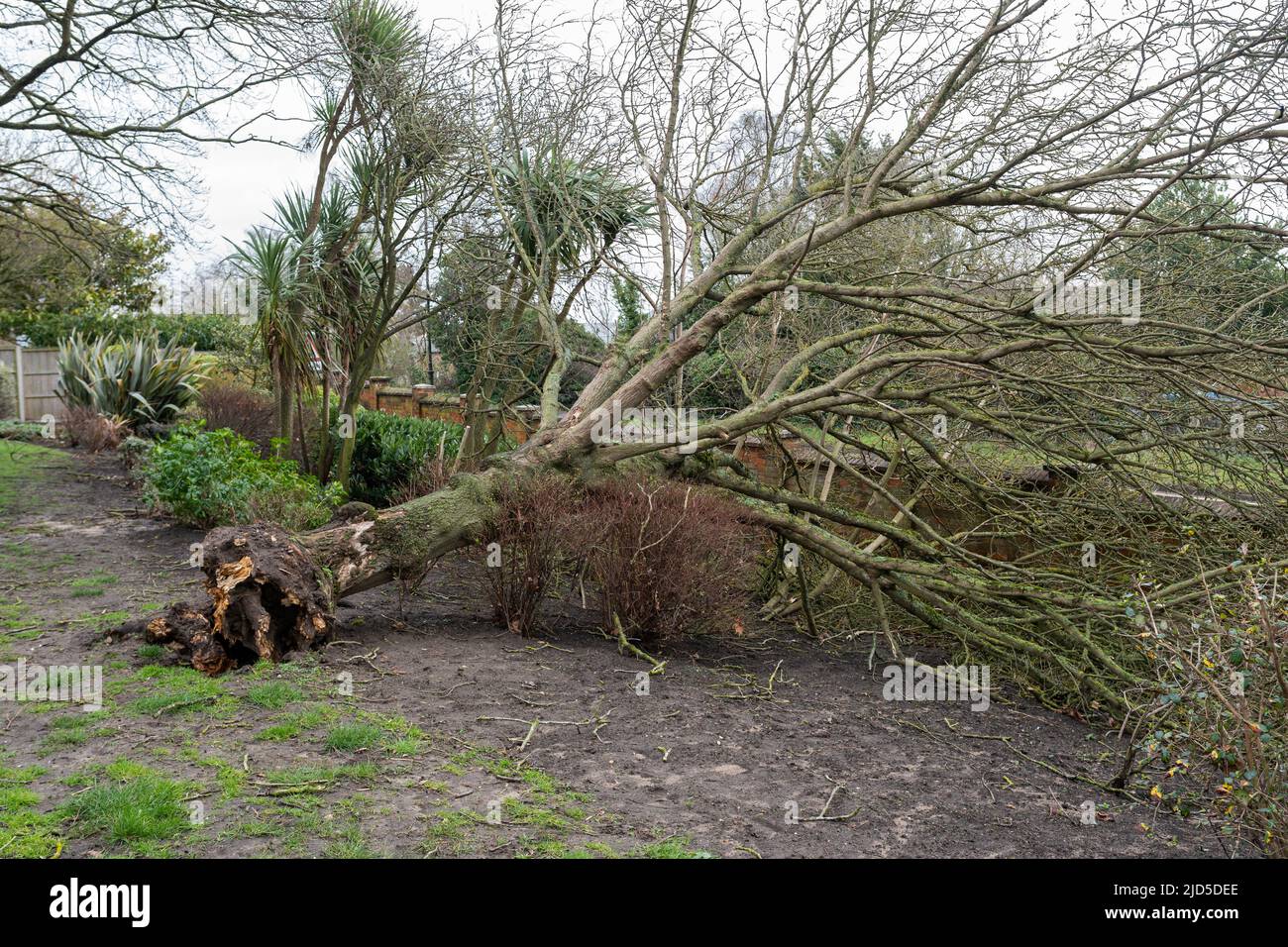 Fallen tree, branches and debris due to bad stormy weather. Climate ...